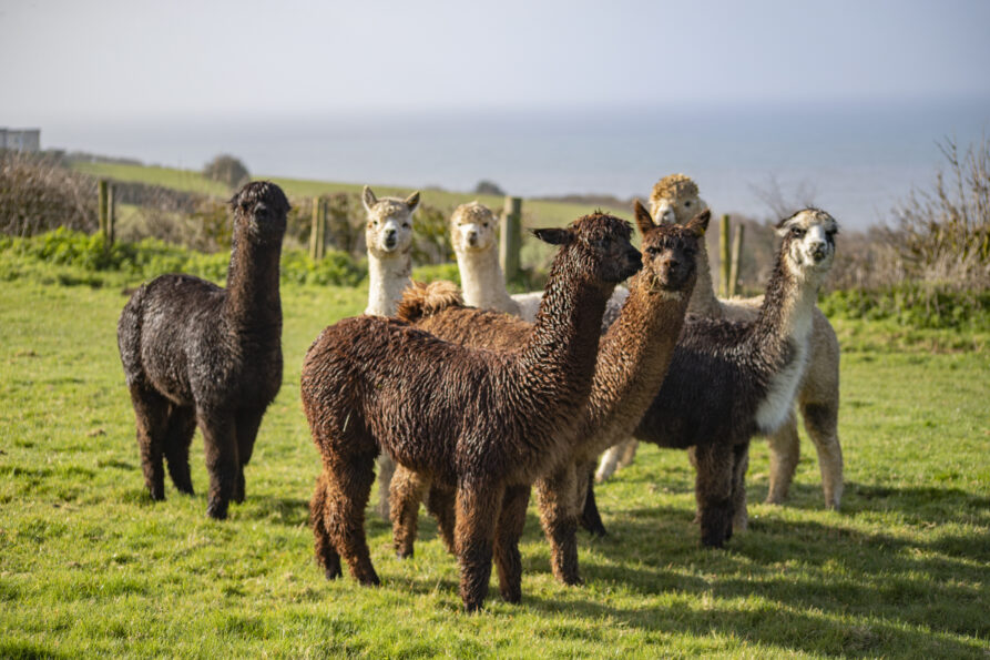 New Alpacas at Highlands End! | FAQs | WDLH
