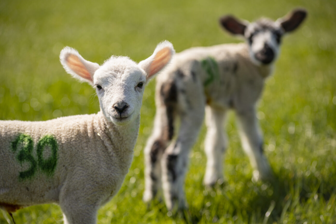 Highlands End Farm Open Day - West Dorset Leisure Holidays